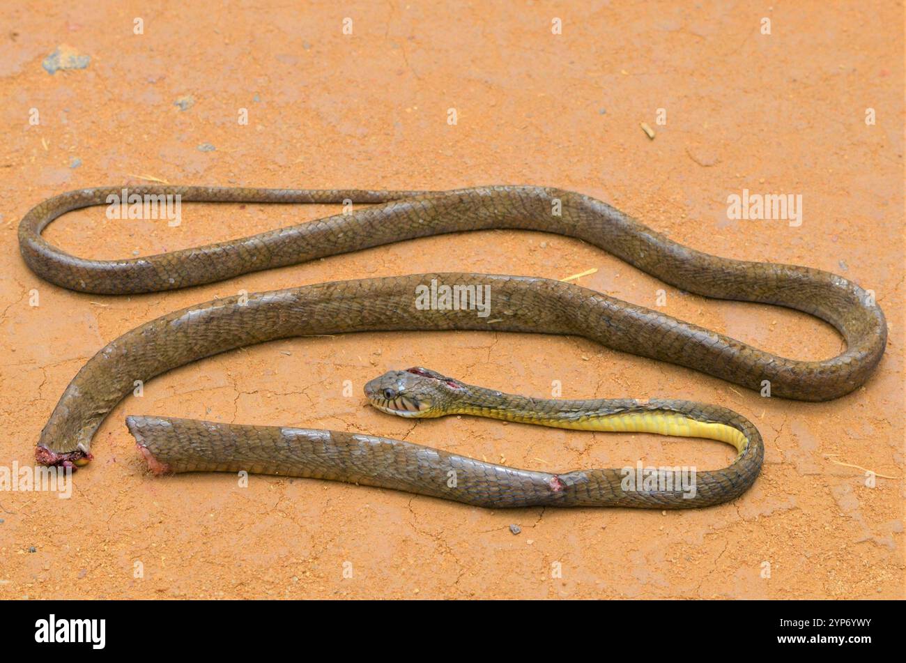 Toxicodryas hi-res stock photography and images - Alamy