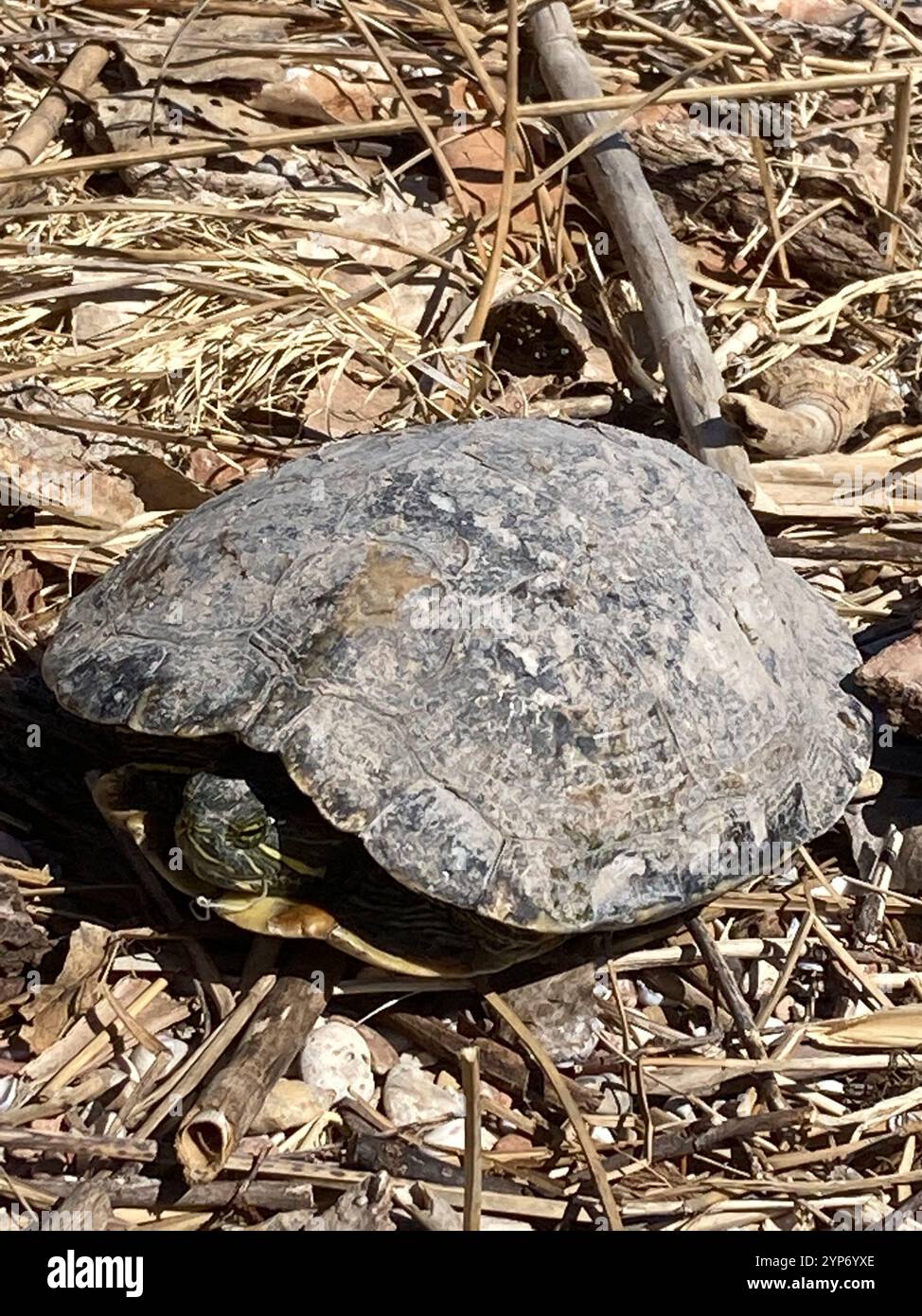 Pond Slider (Trachemys scripta Stock Photo - Alamy