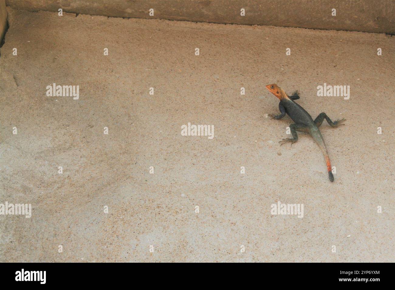 Rainbow Agama (Agama agama Stock Photo - Alamy