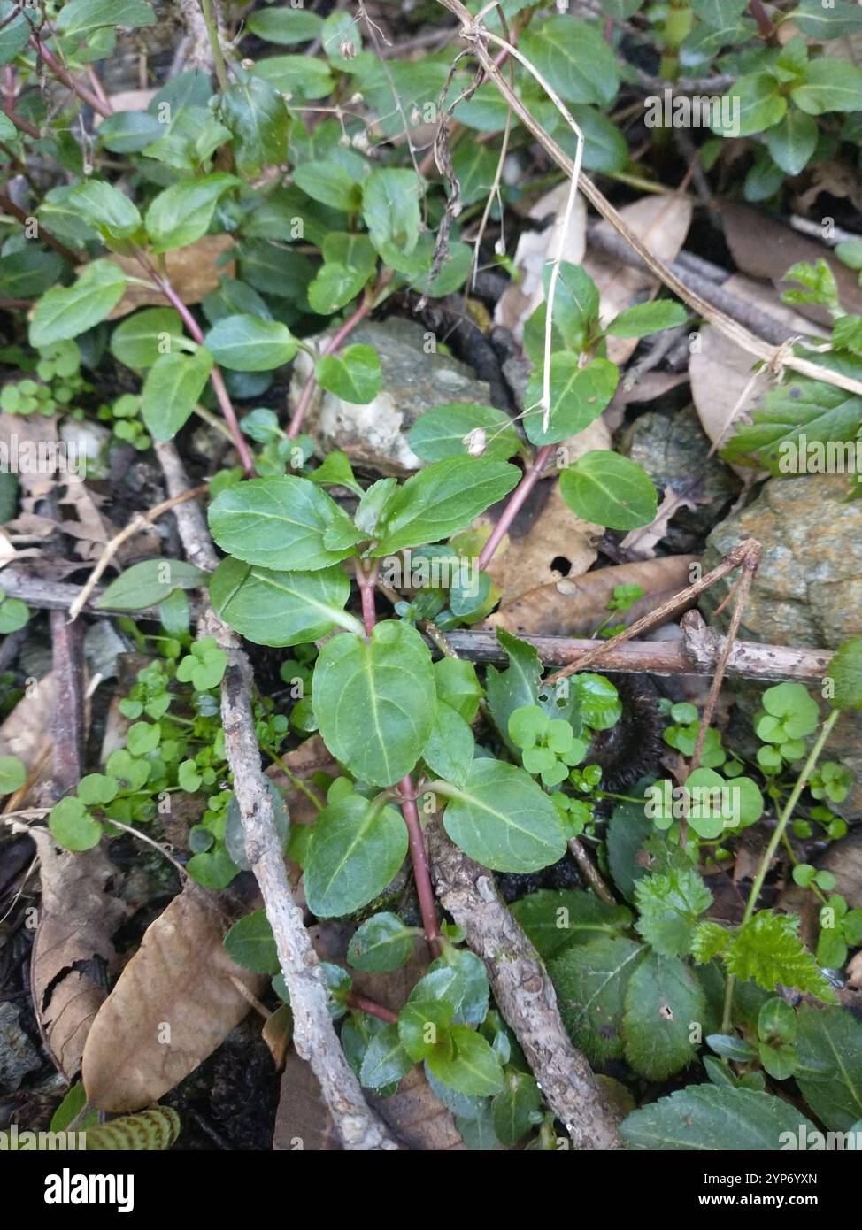 American brooklime hi-res stock photography and images - Alamy