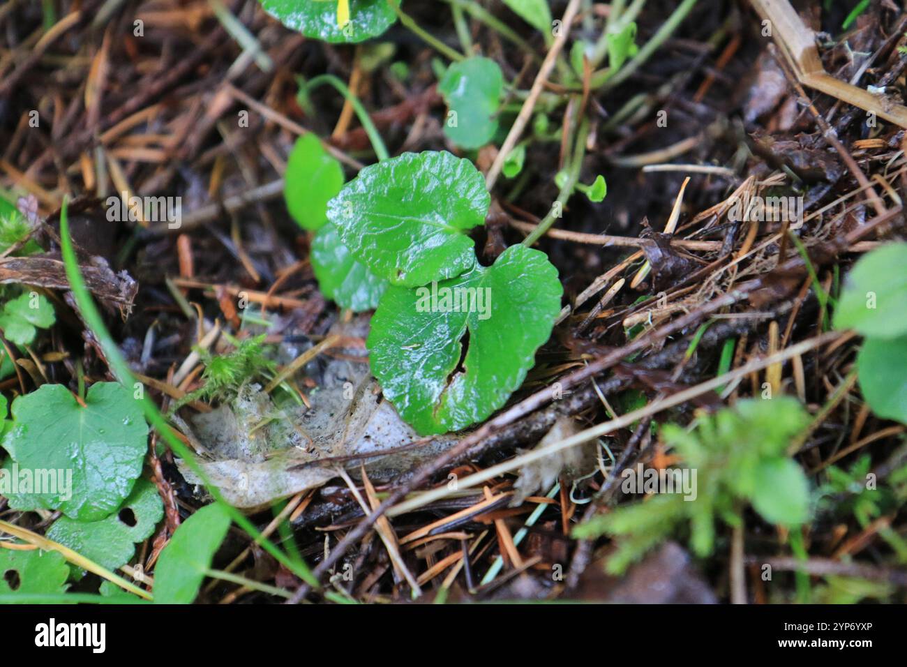 Redwood Violet (Viola sempervirens Stock Photo - Alamy