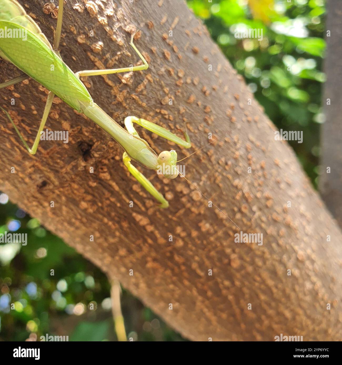 False garden mantis hi-res stock photography and images - Alamy