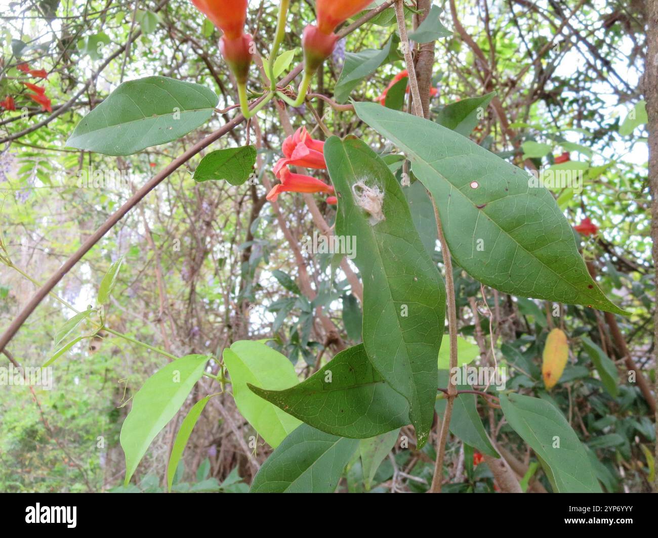 cross vine (Bignonia capreolata Stock Photo - Alamy