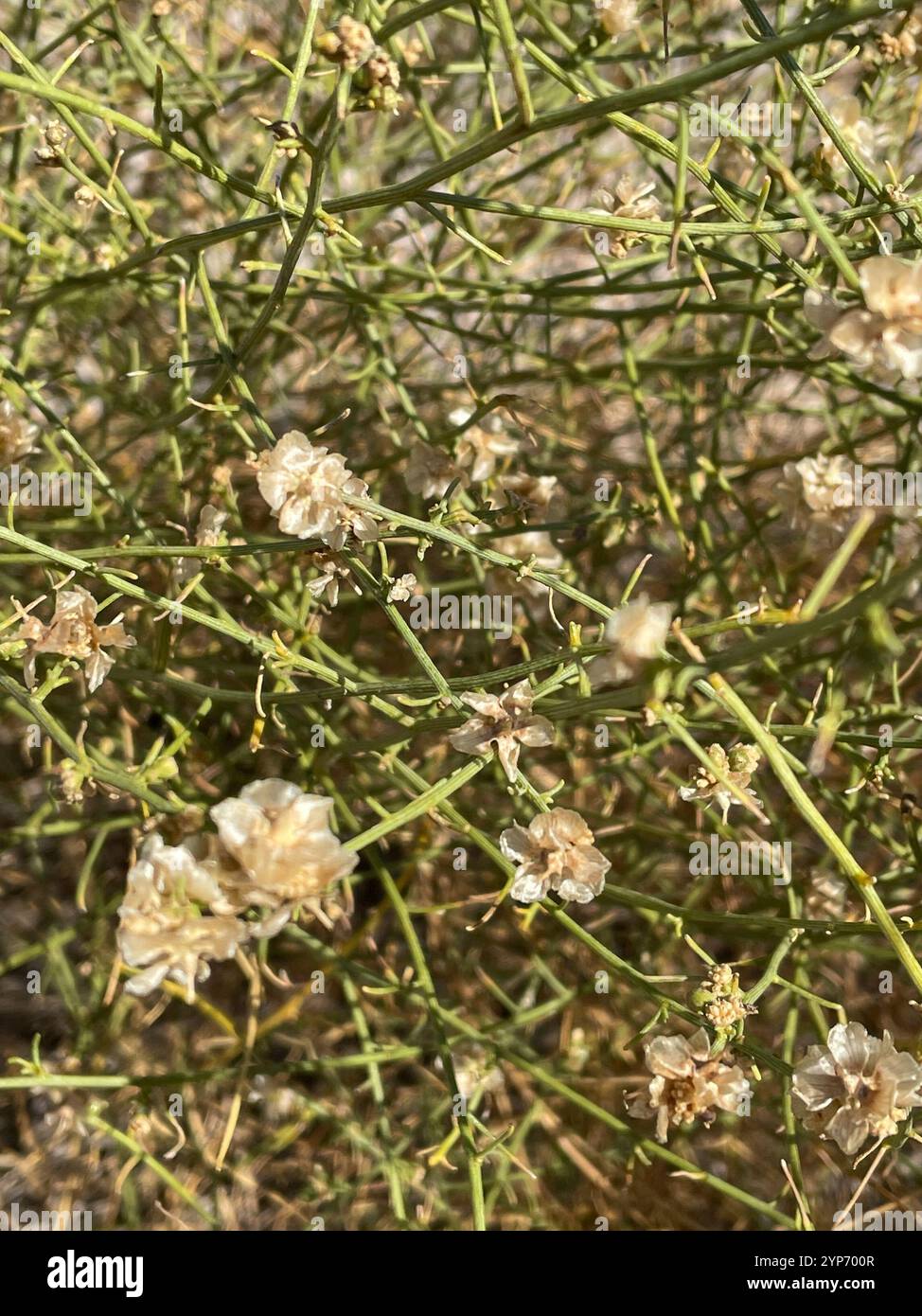 Cheesebush (Ambrosia salsola Stock Photo - Alamy