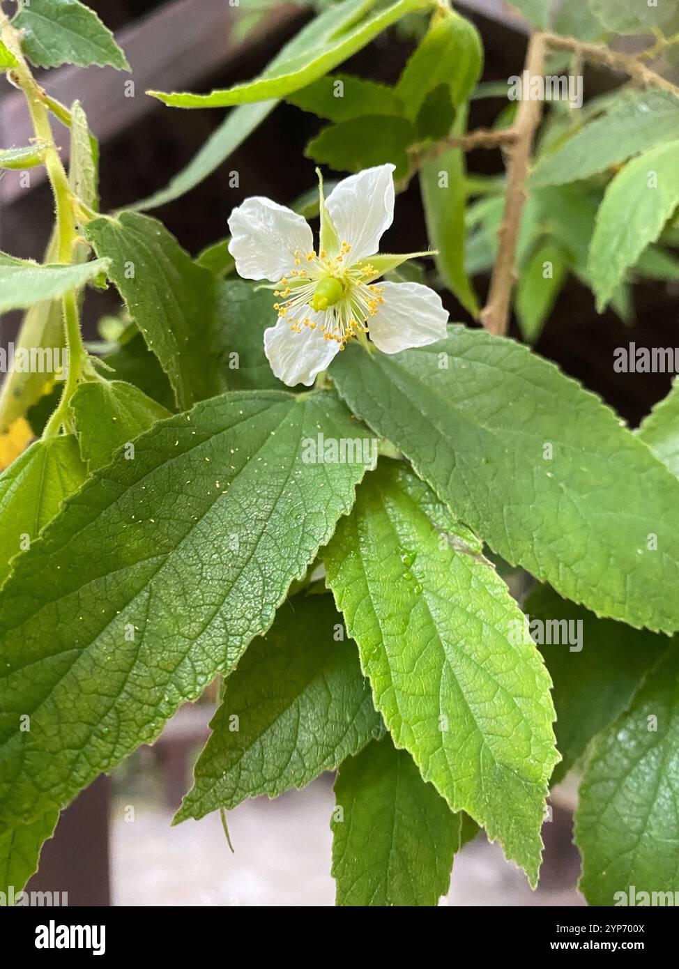 calabur tree (Muntingia calabura Stock Photo - Alamy