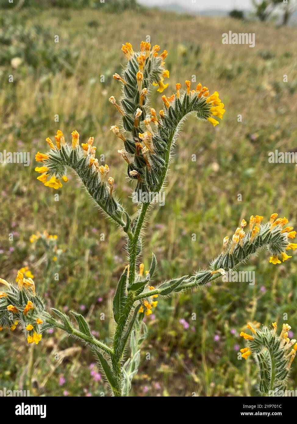Common Fiddleneck (Amsinckia menziesii Stock Photo - Alamy