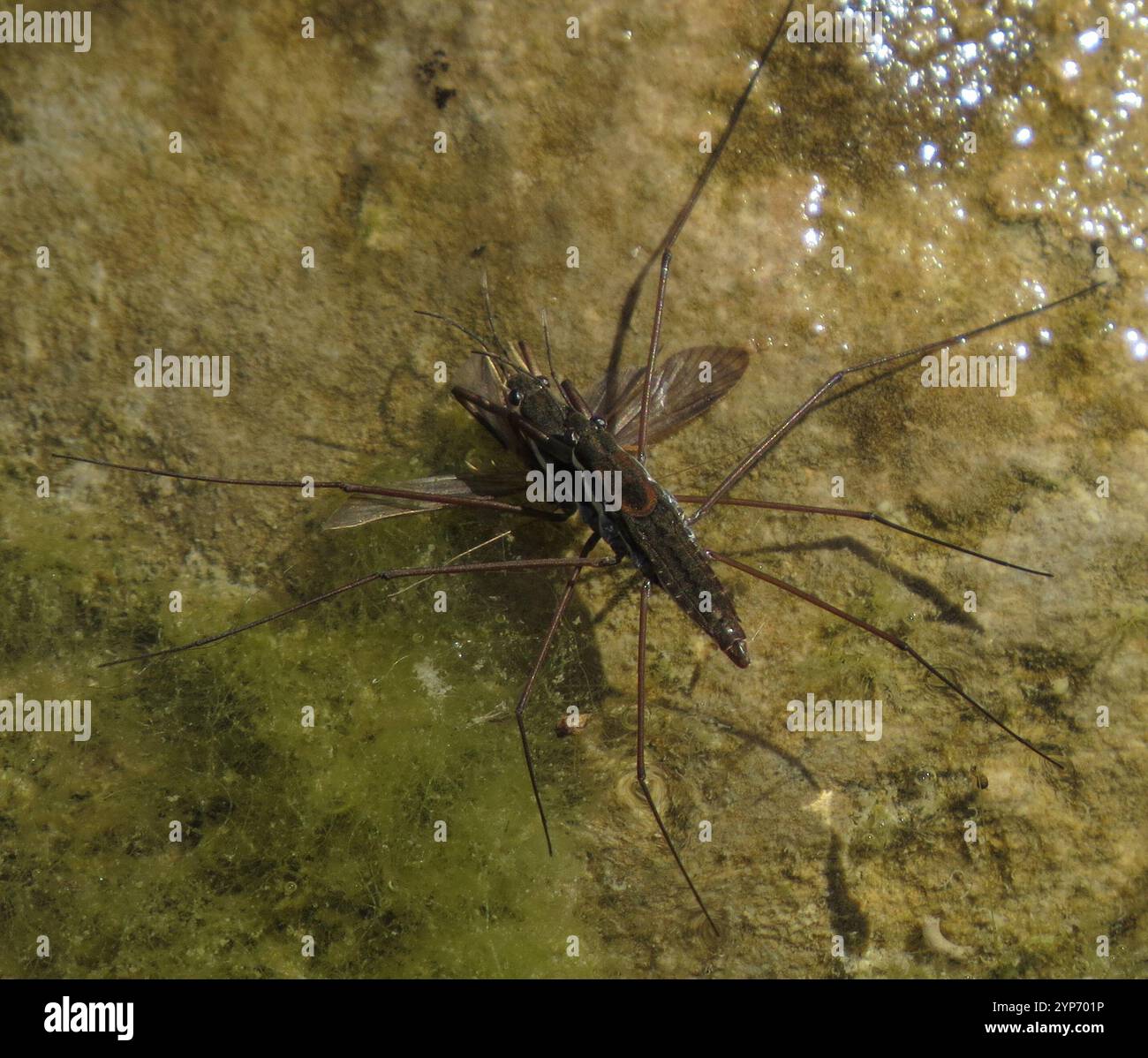 North American Common Water Strider (Aquarius remigis Stock Photo - Alamy