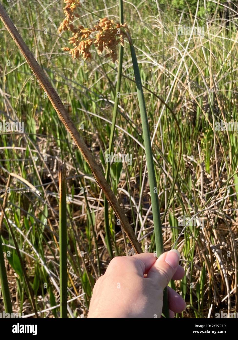 soft-stemmed bulrush (Schoenoplectus tabernaemontani Stock Photo - Alamy