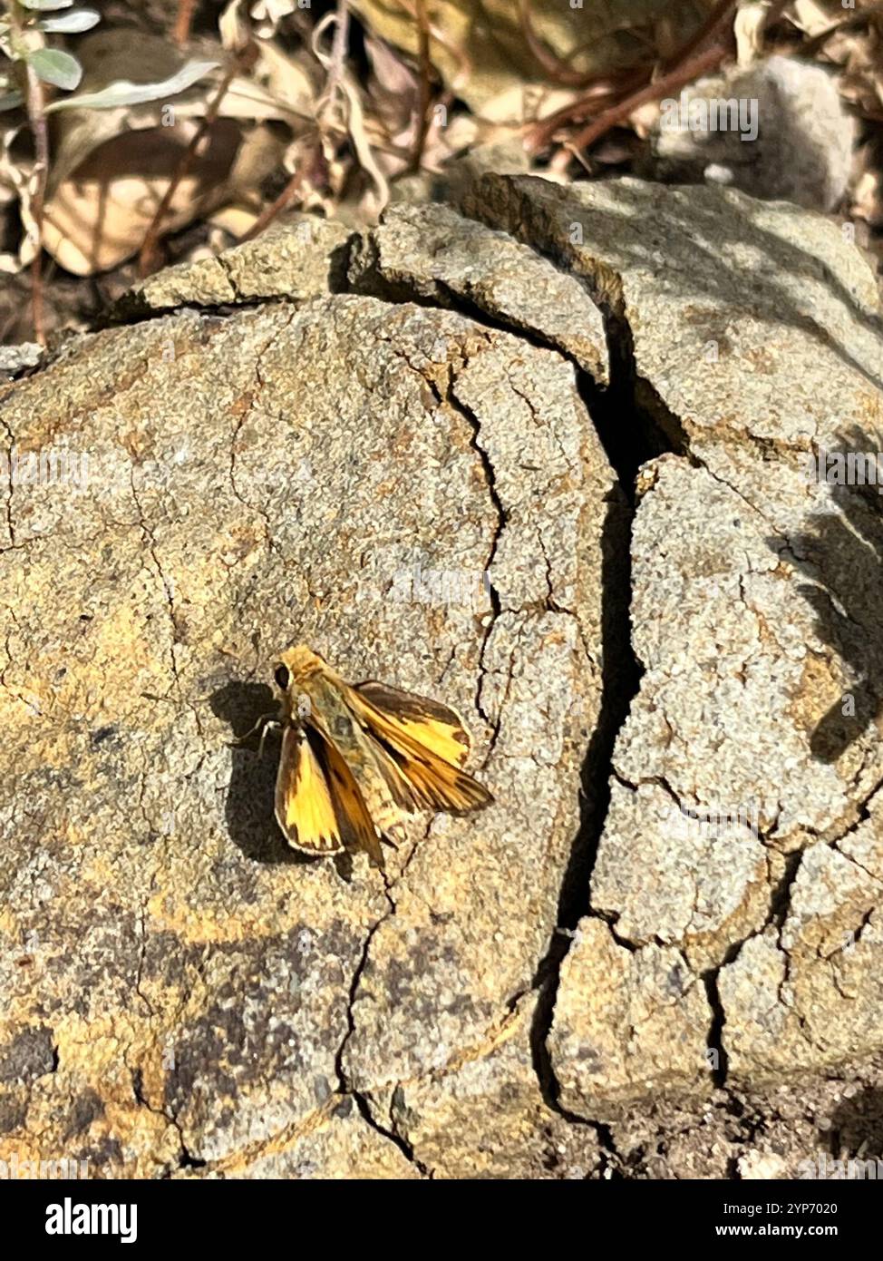 Fiery Skipper (Hylephila phyleus Stock Photo - Alamy