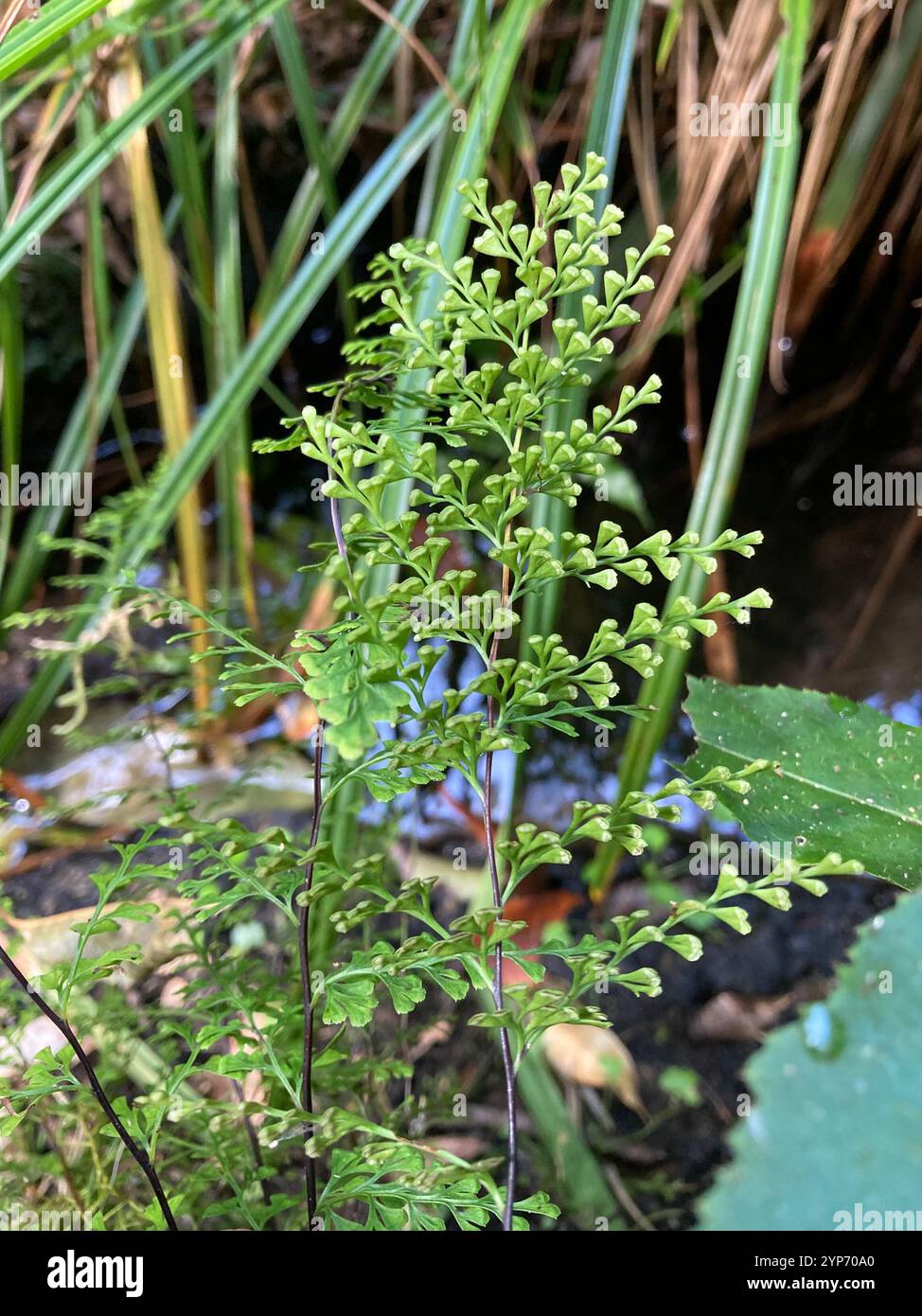 Lindsaea viridis hi-res stock photography and images - Alamy