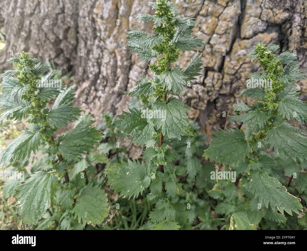 Dwarf Nettle (Urtica urens Stock Photo - Alamy