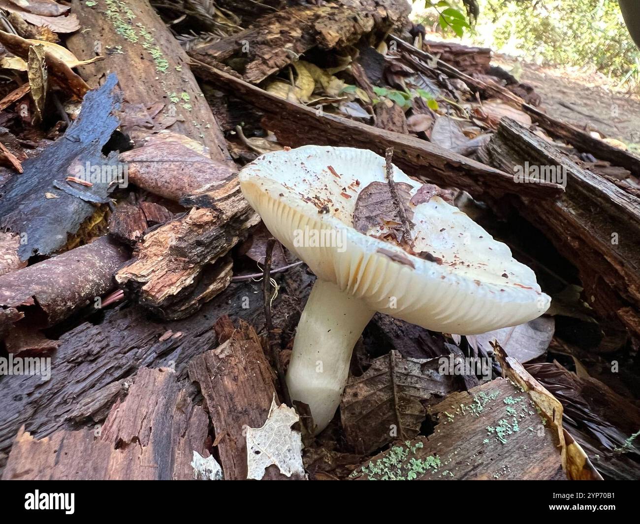Winter Russula (Russula cremoricolor Stock Photo - Alamy