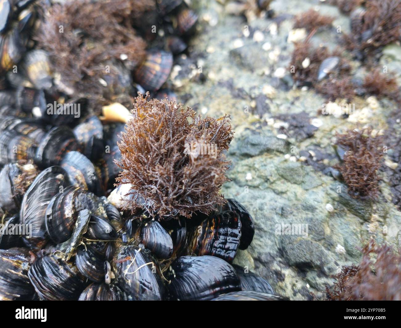 Scouring-pad alga (Endocladia muricata Stock Photo - Alamy