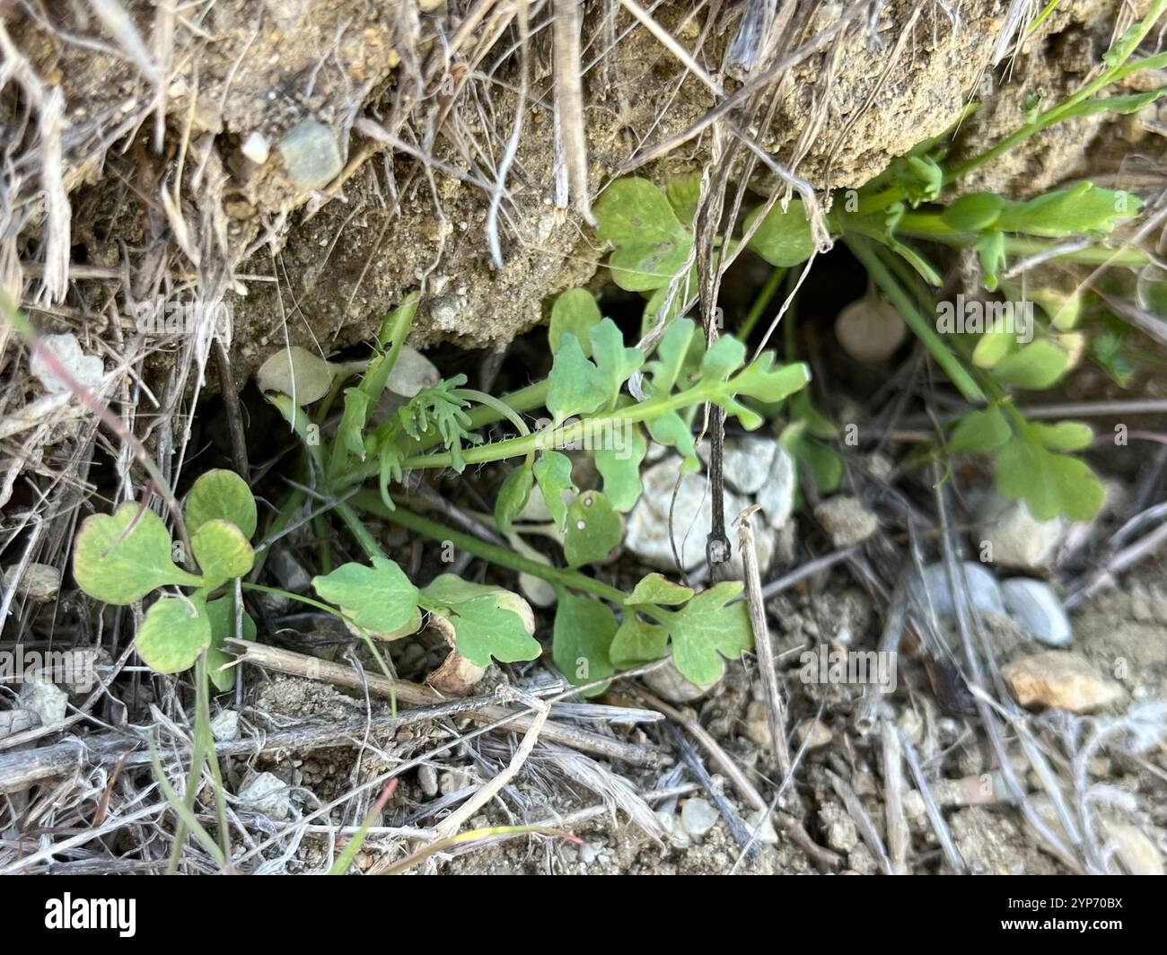 wind poppy (Papaver heterophyllum Stock Photo - Alamy