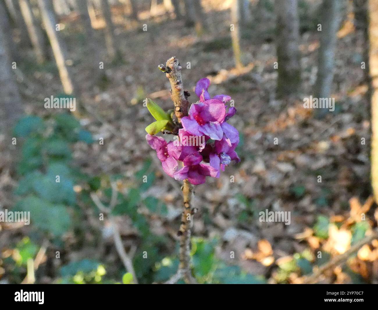 Mezereon (Daphne mezereum Stock Photo - Alamy