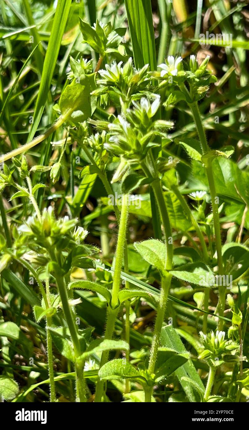 Sticky mouse-ear chickweed (Cerastium glomeratum Stock Photo - Alamy