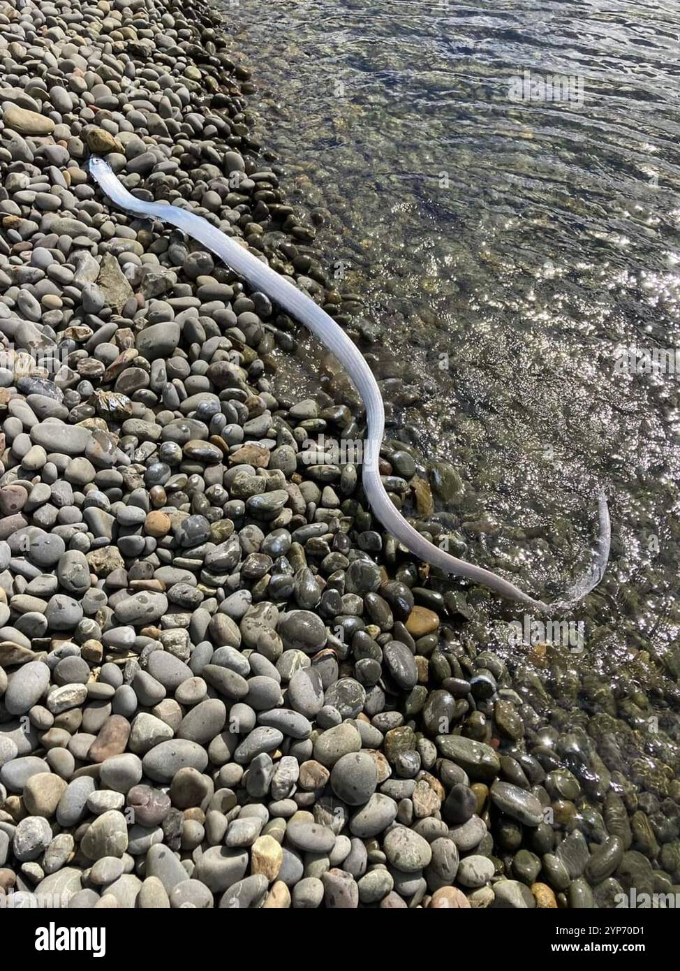 Benham's Streamerfish (Agrostichthys parkeri Stock Photo - Alamy