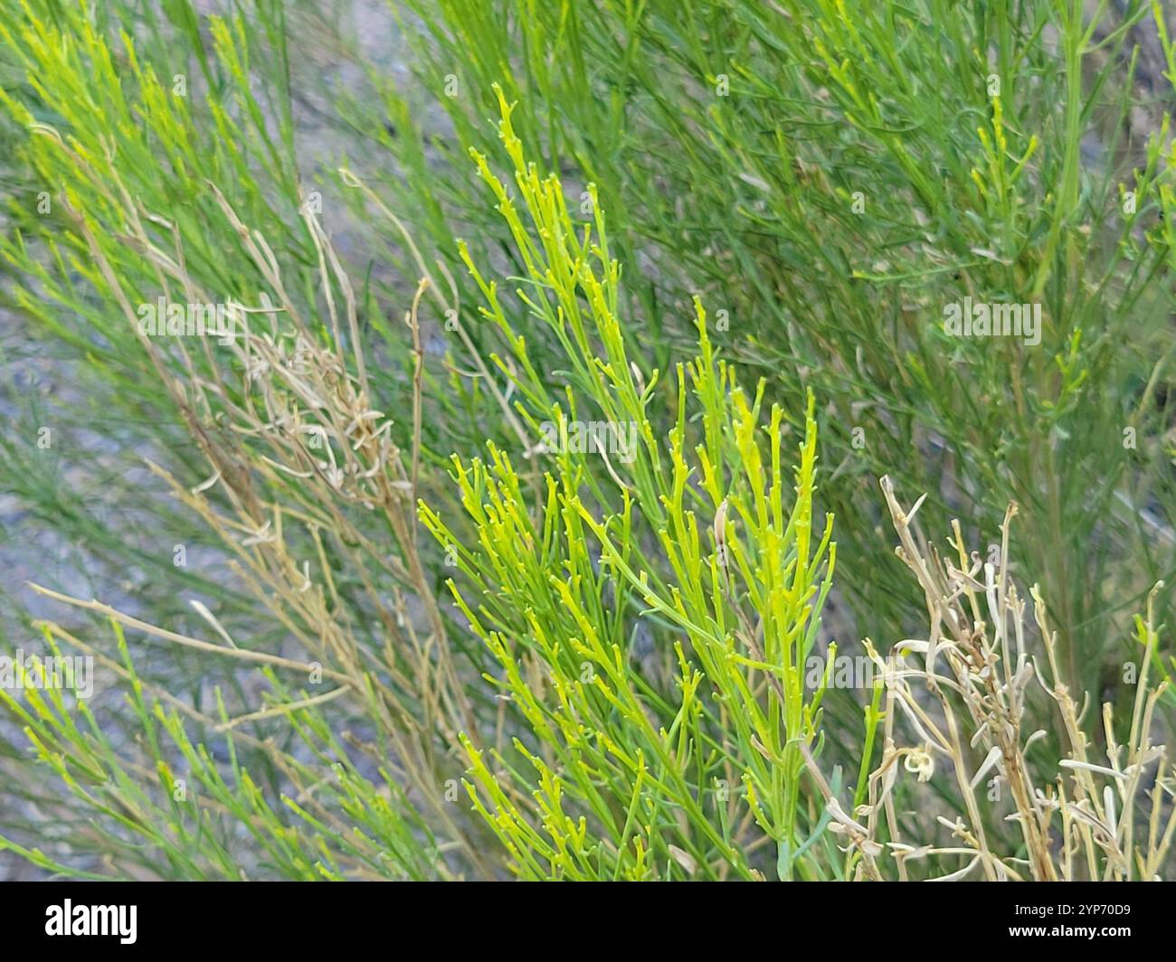 Desert Broom (Baccharis sarothroides Stock Photo - Alamy