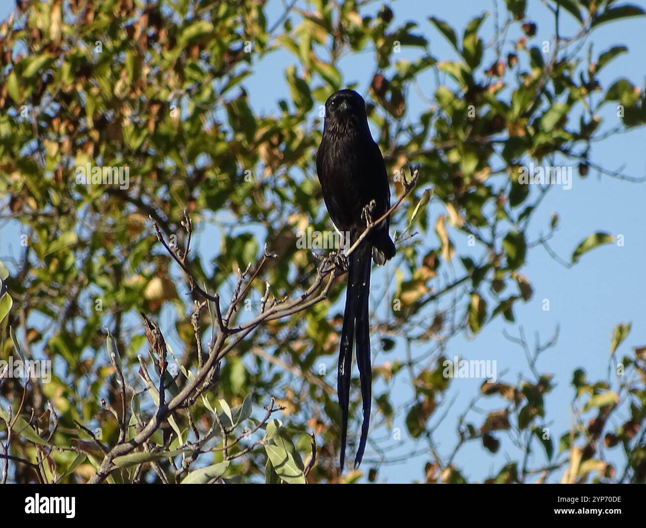 Southern Magpie Shrike (Urolestes melanoleucus melanoleucus Stock Photo ...