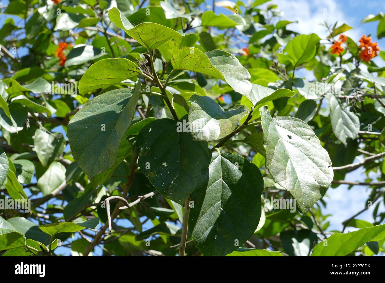 Scarlet Cordia (Cordia sebestena Stock Photo - Alamy