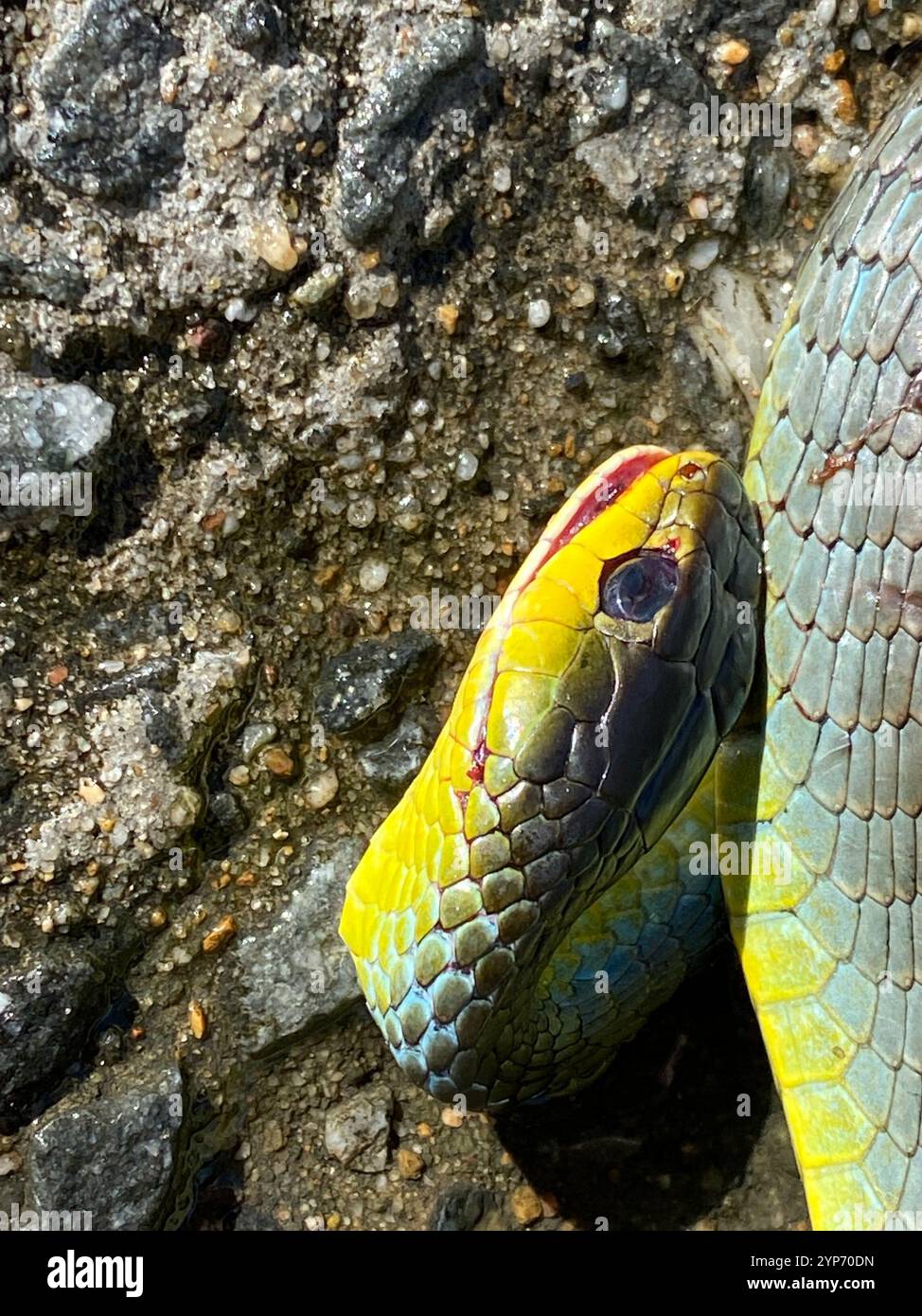 Common Tree Snake (Dendrelaphis punctulatus Stock Photo - Alamy