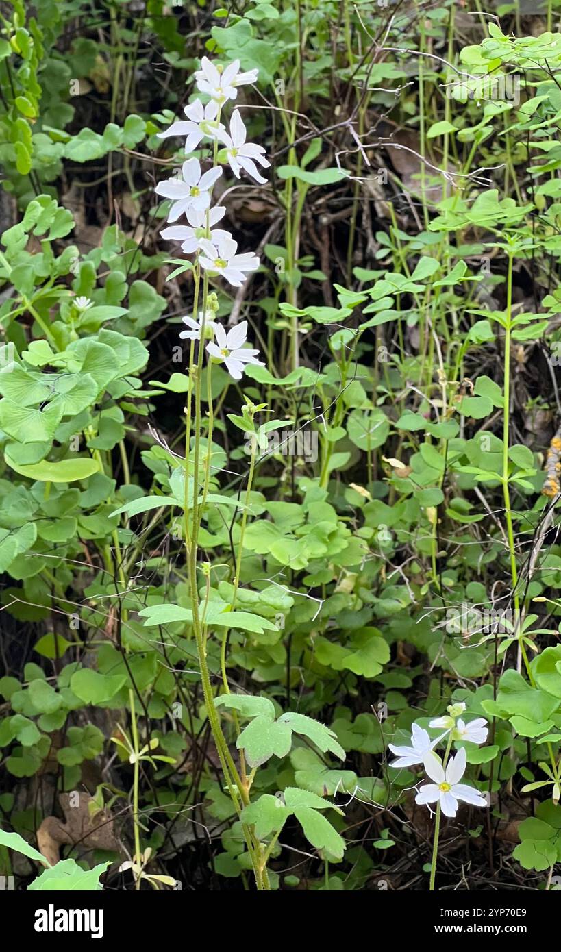 hillside woodland star (Lithophragma heterophyllum Stock Photo - Alamy