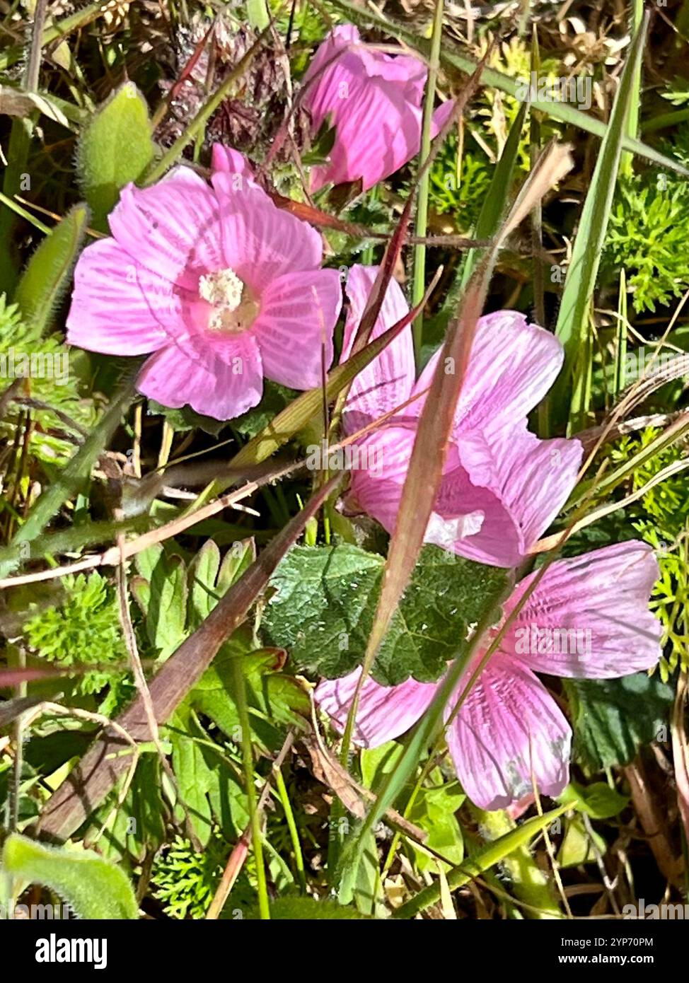 checkerbloom (Sidalcea malviflora Stock Photo - Alamy