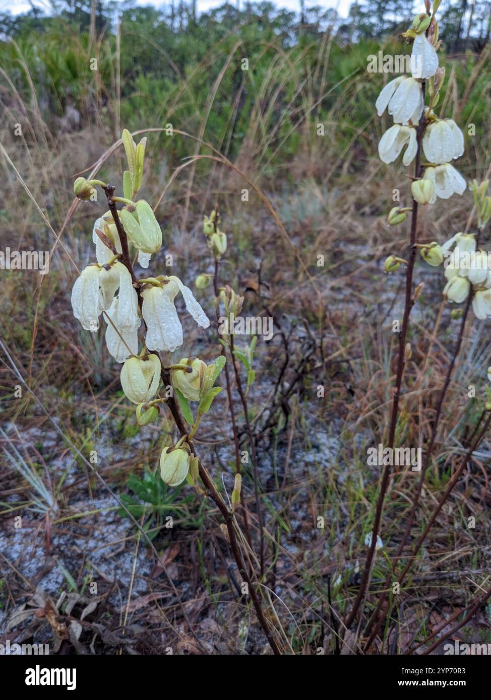 netted pawpaw (Asimina reticulata Stock Photo - Alamy