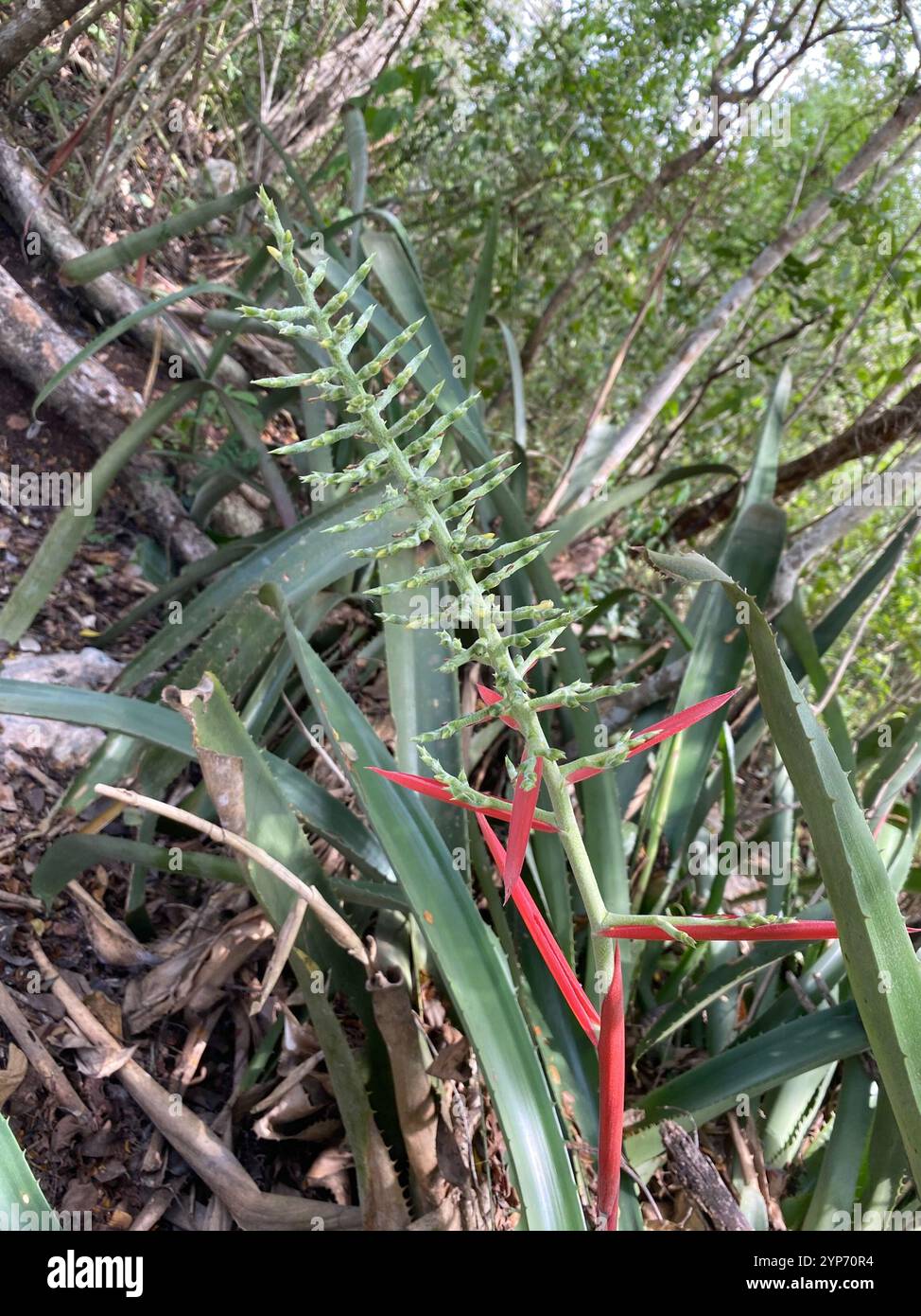 vase bromeliad (Aechmea bracteata Stock Photo - Alamy
