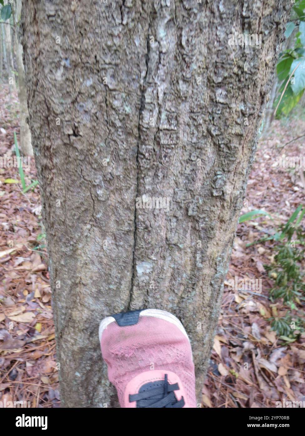 water oak (Quercus nigra Stock Photo - Alamy
