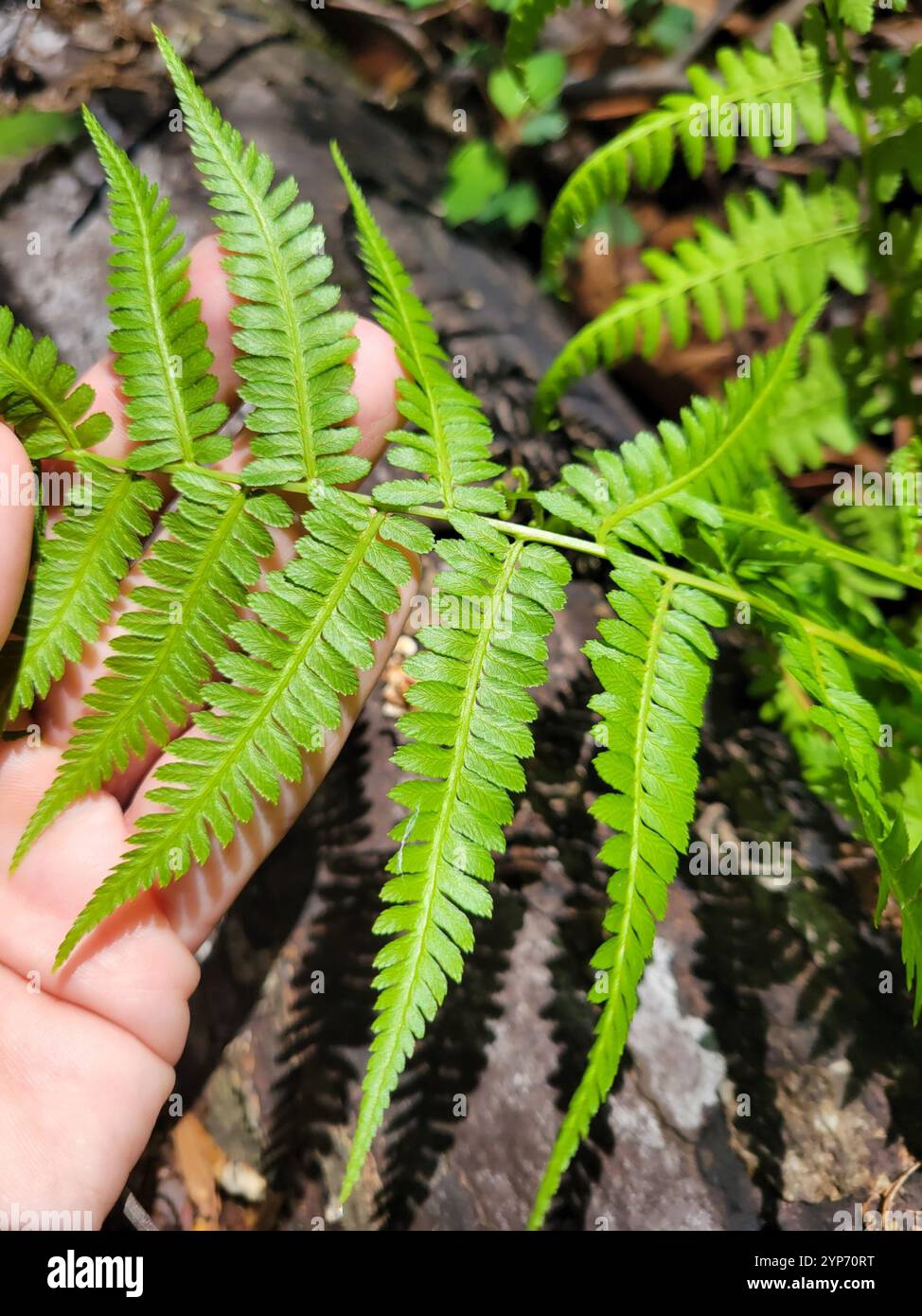 southern lady fern (Athyrium asplenioides Stock Photo - Alamy
