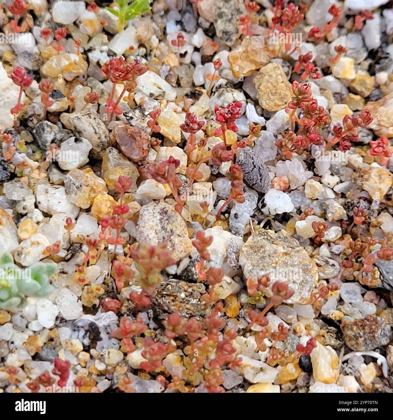 sand pygmyweed (Crassula connata Stock Photo - Alamy