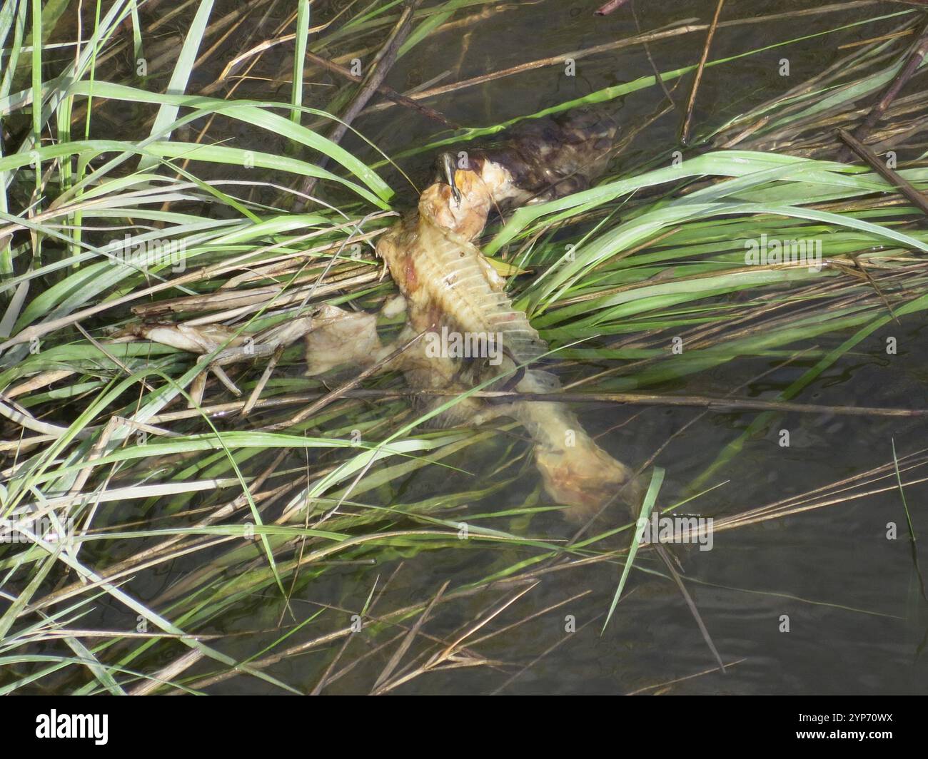 Ray-finned Fishes (Actinopterygii Stock Photo - Alamy