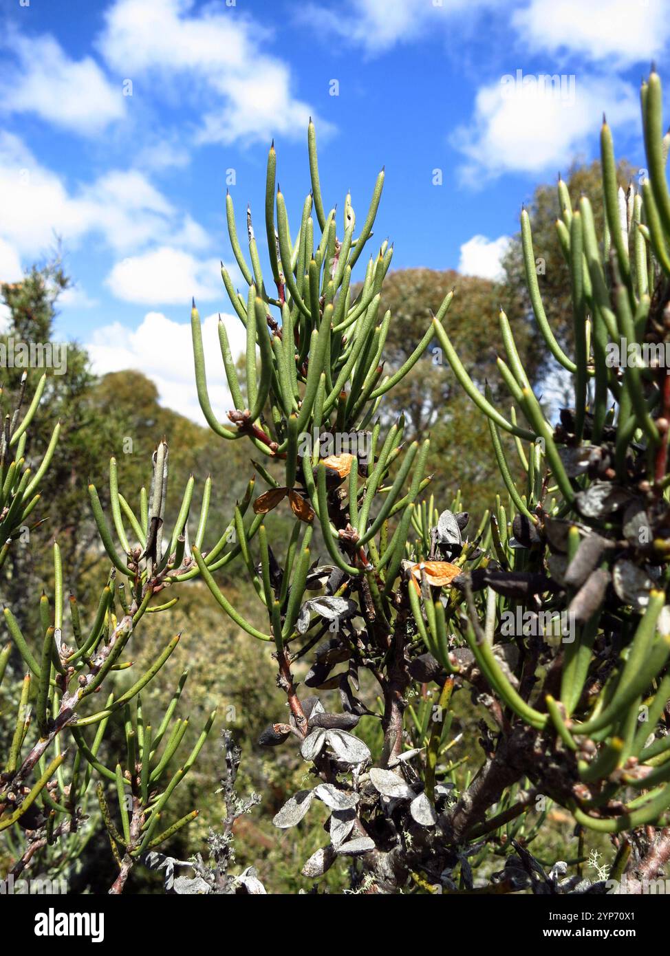 Small-fruit Hakea (Hakea microcarpa Stock Photo - Alamy