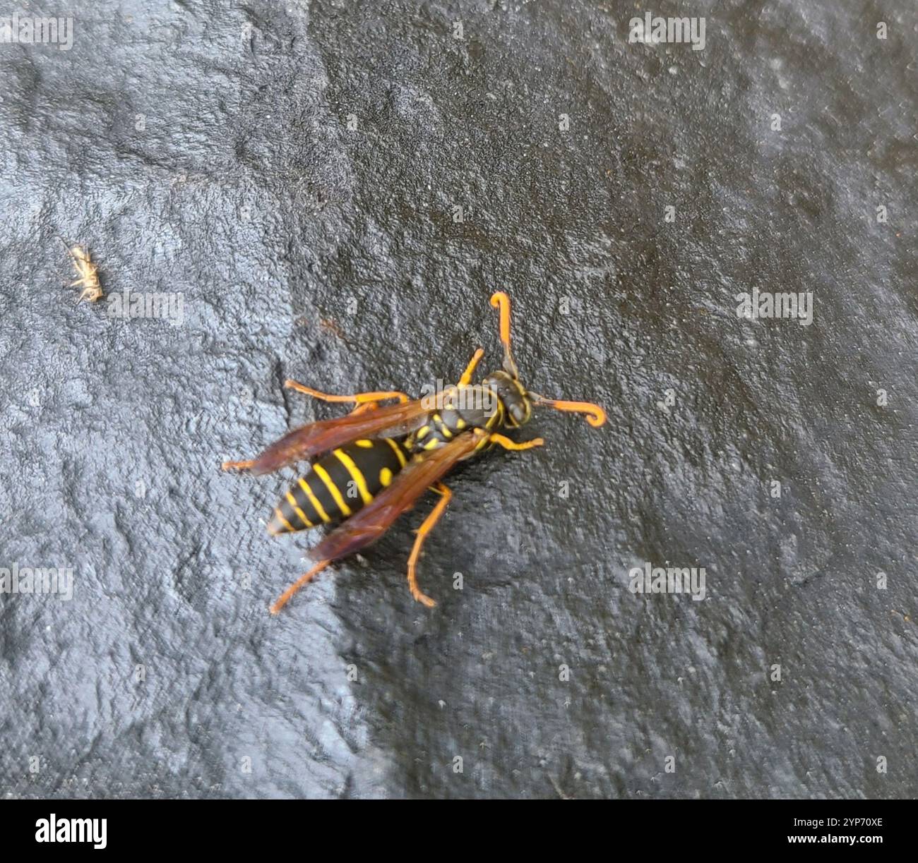 Asian Paper Wasp (Polistes chinensis Stock Photo - Alamy