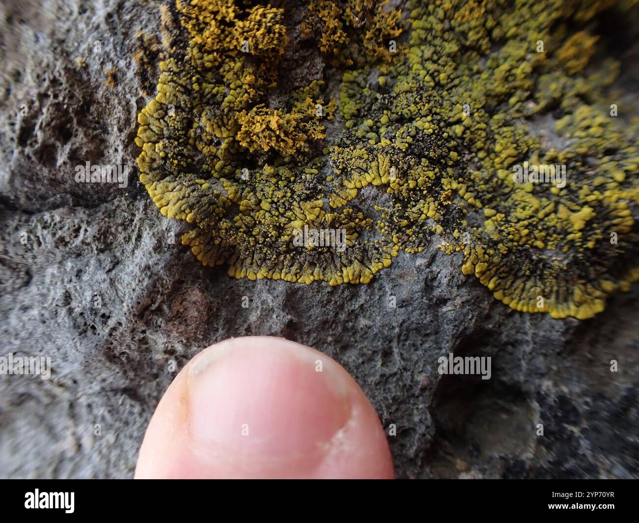 Ringed Firedot Lichen (Polycauliona verruculifera Stock Photo - Alamy