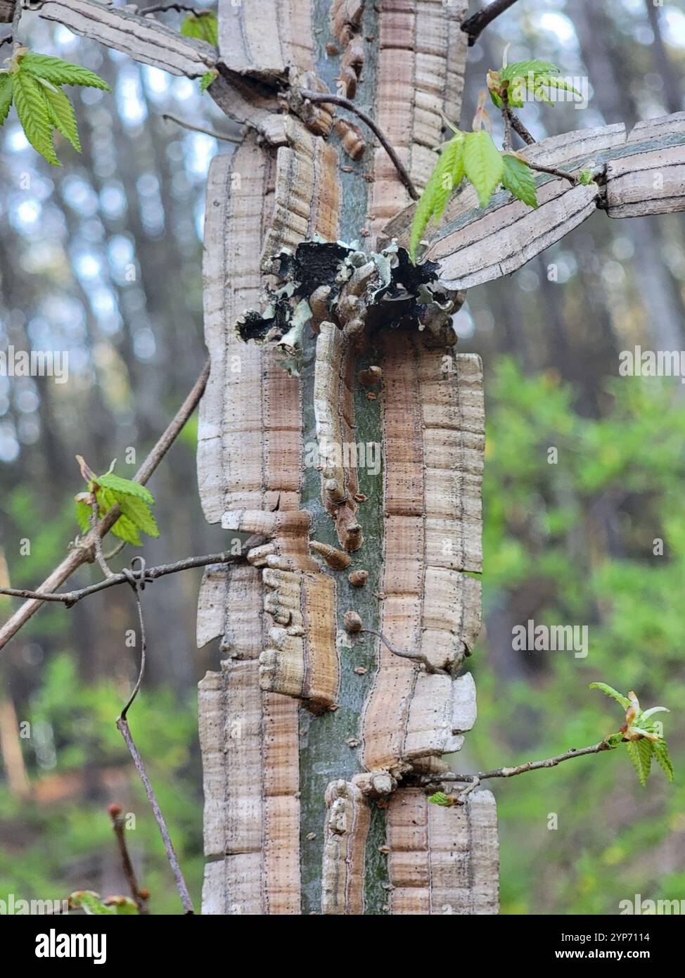 Winged Elm (Ulmus alata Stock Photo - Alamy