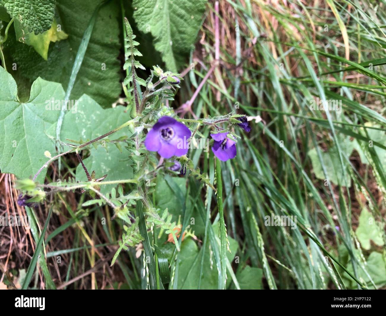 Fiesta Flower (Pholistoma auritum Stock Photo - Alamy
