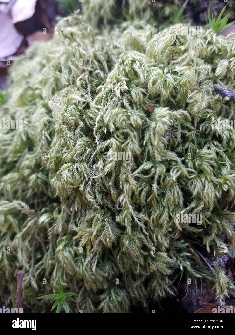 Mouse-tail Moss (Pseudisothecium myosuroides Stock Photo - Alamy