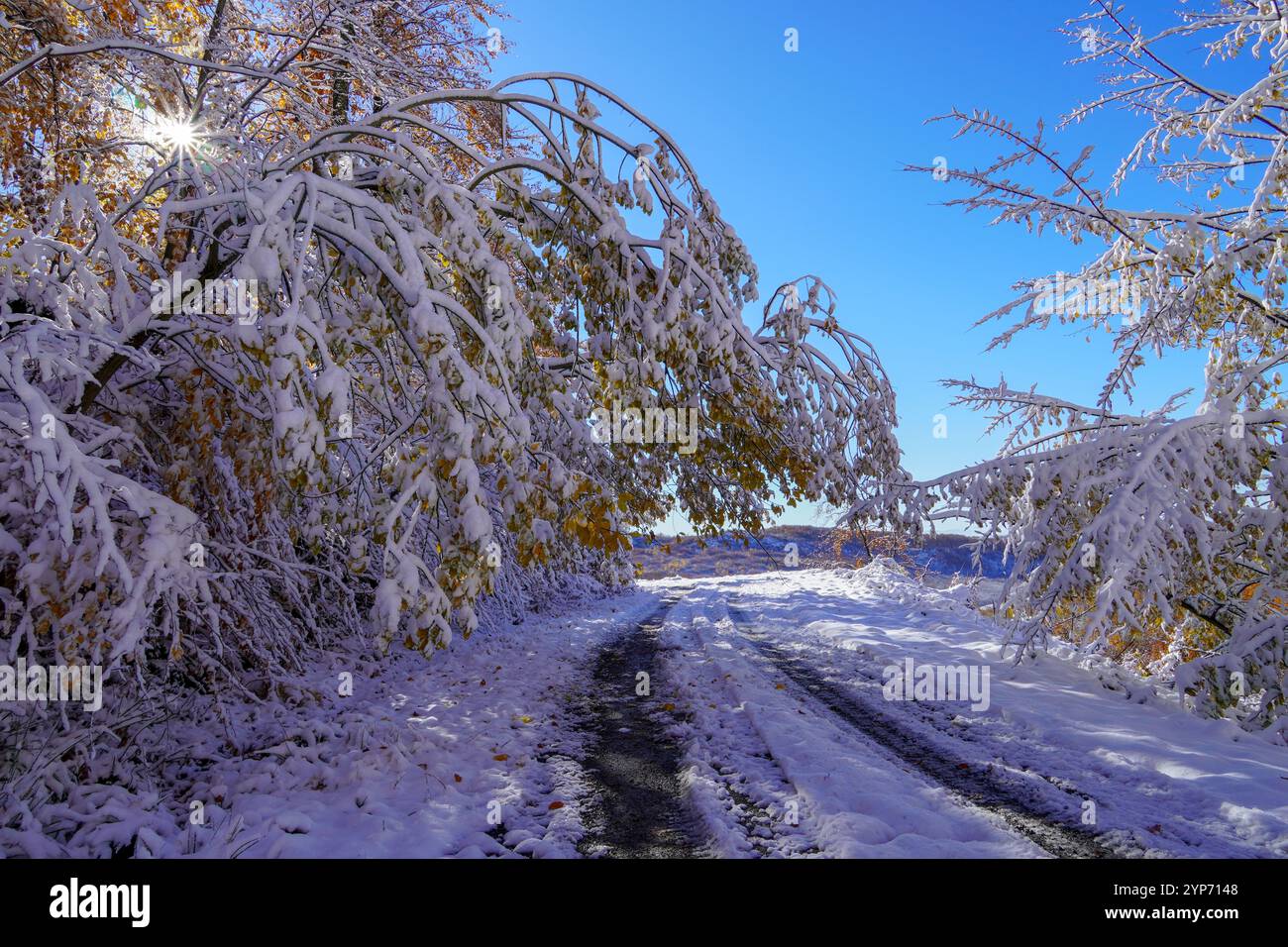 The first snow on tree branches with yellow leaves, wet snow on tree ...