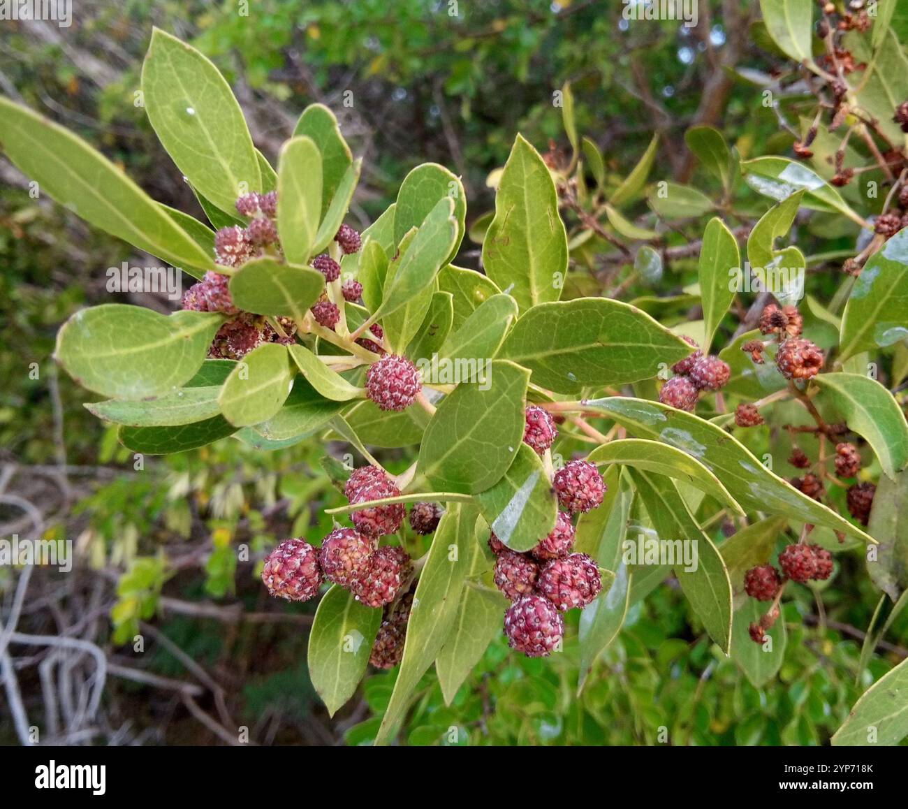 Green Buttonwood (Conocarpus erectus Stock Photo - Alamy