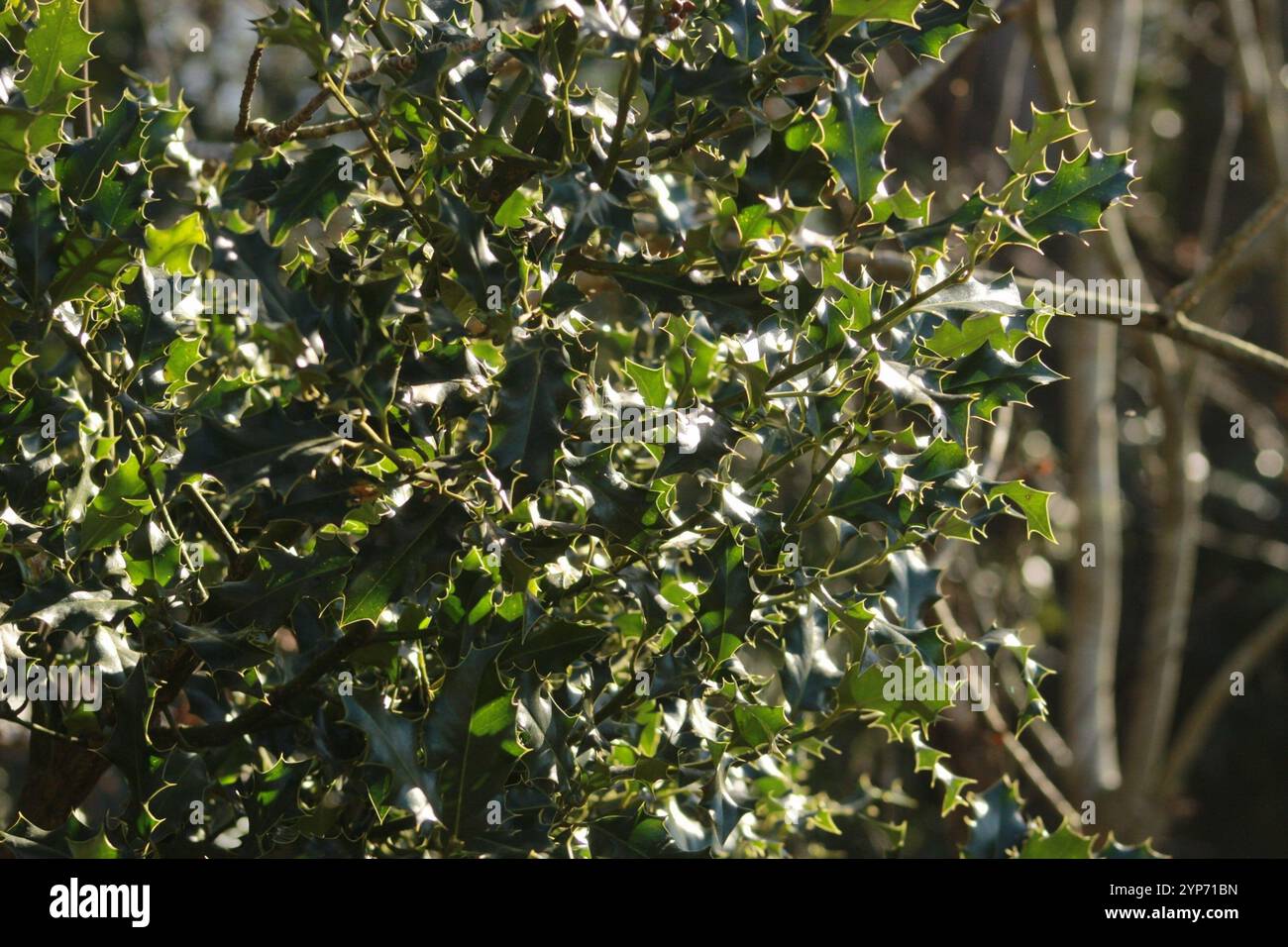 European holly (Ilex aquifolium Stock Photo - Alamy