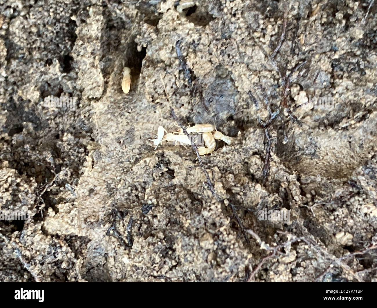 Eastern Subterranean Termite (Reticulitermes flavipes Stock Photo - Alamy