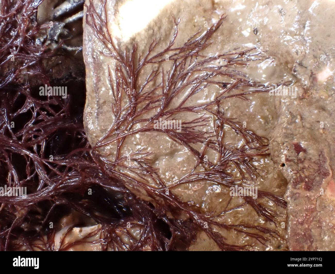 red algae (Rhodophyta Stock Photo - Alamy