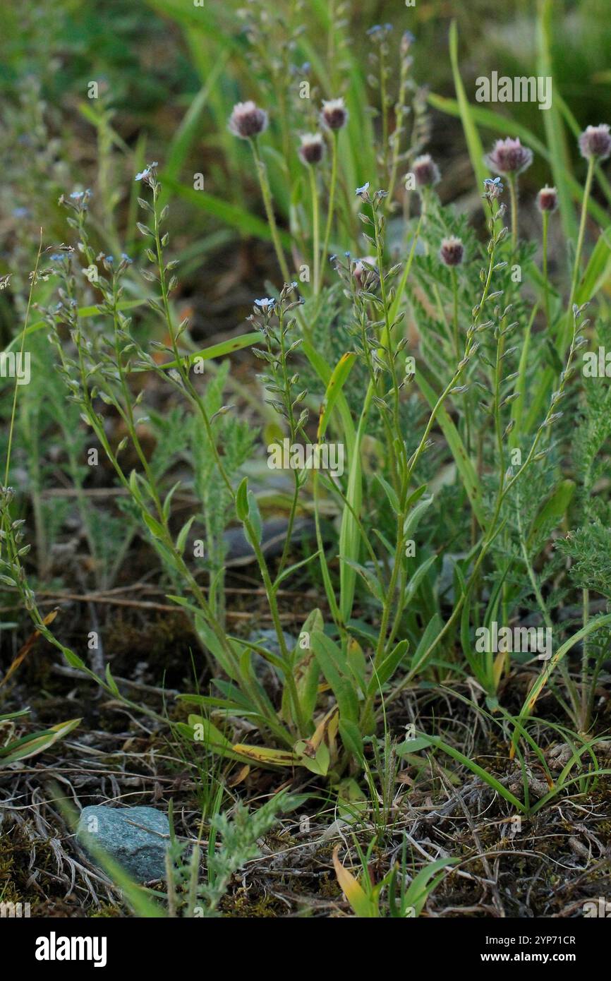mountain forget-me-not (Myosotis asiatica Stock Photo - Alamy