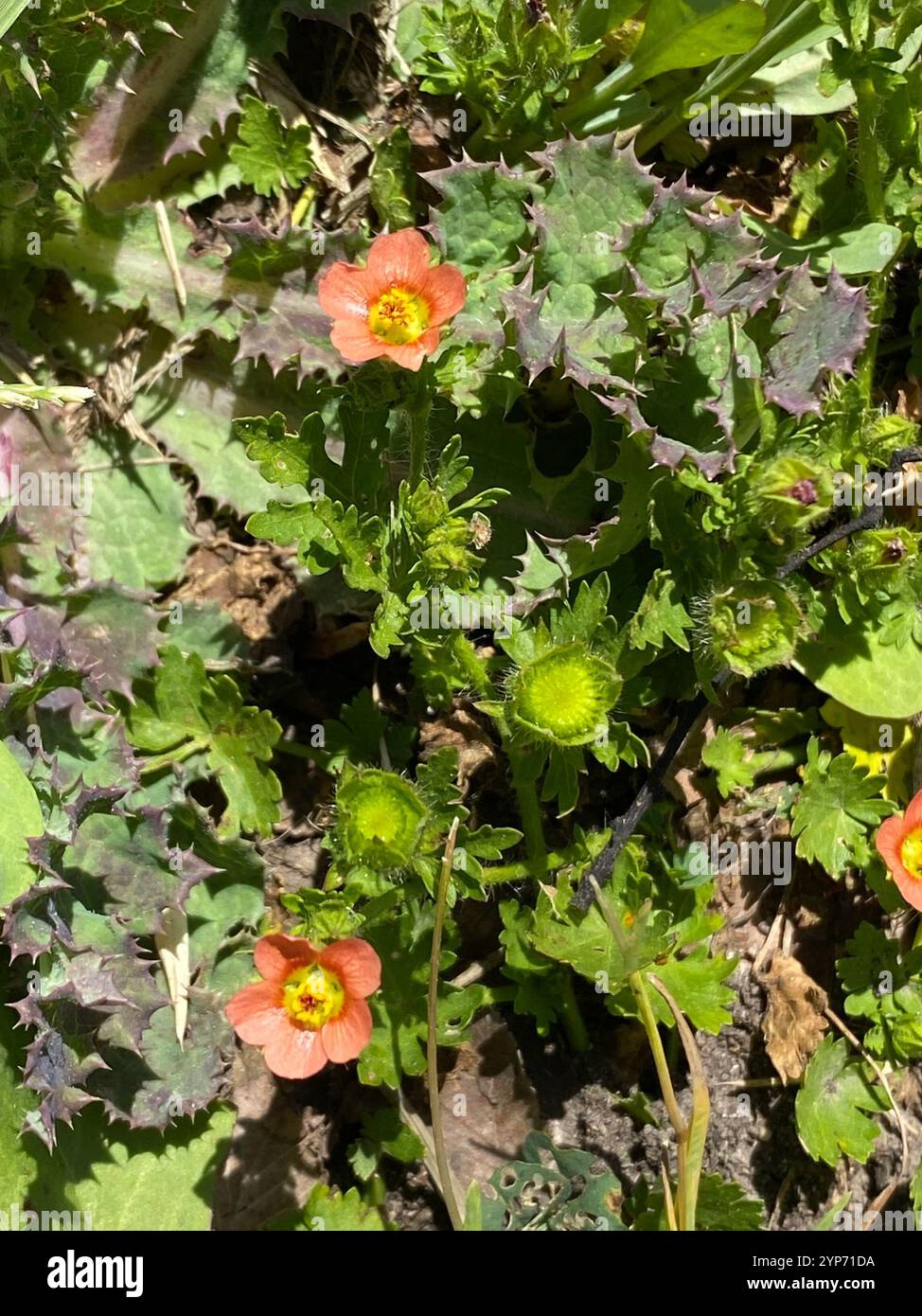 Carolina Bristlemallow (Modiola caroliniana Stock Photo - Alamy