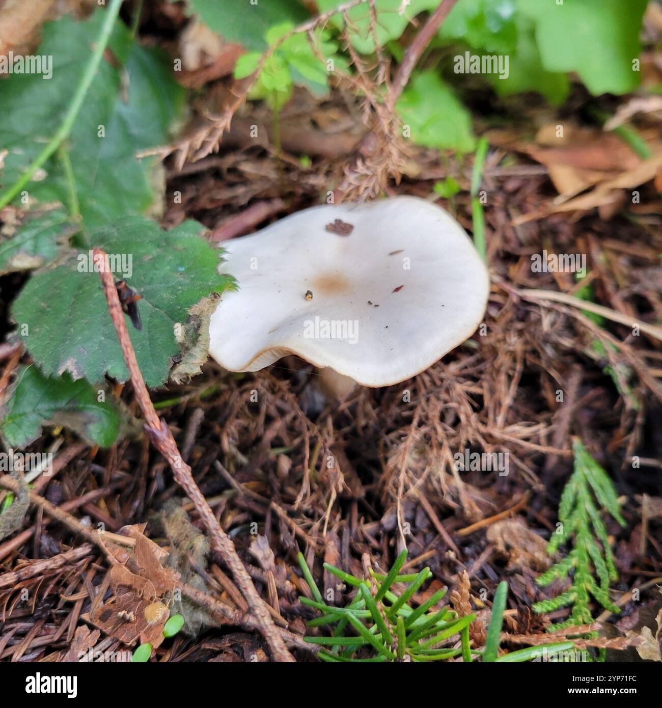Fragrant Funnel (Clitocybe fragrans Stock Photo - Alamy
