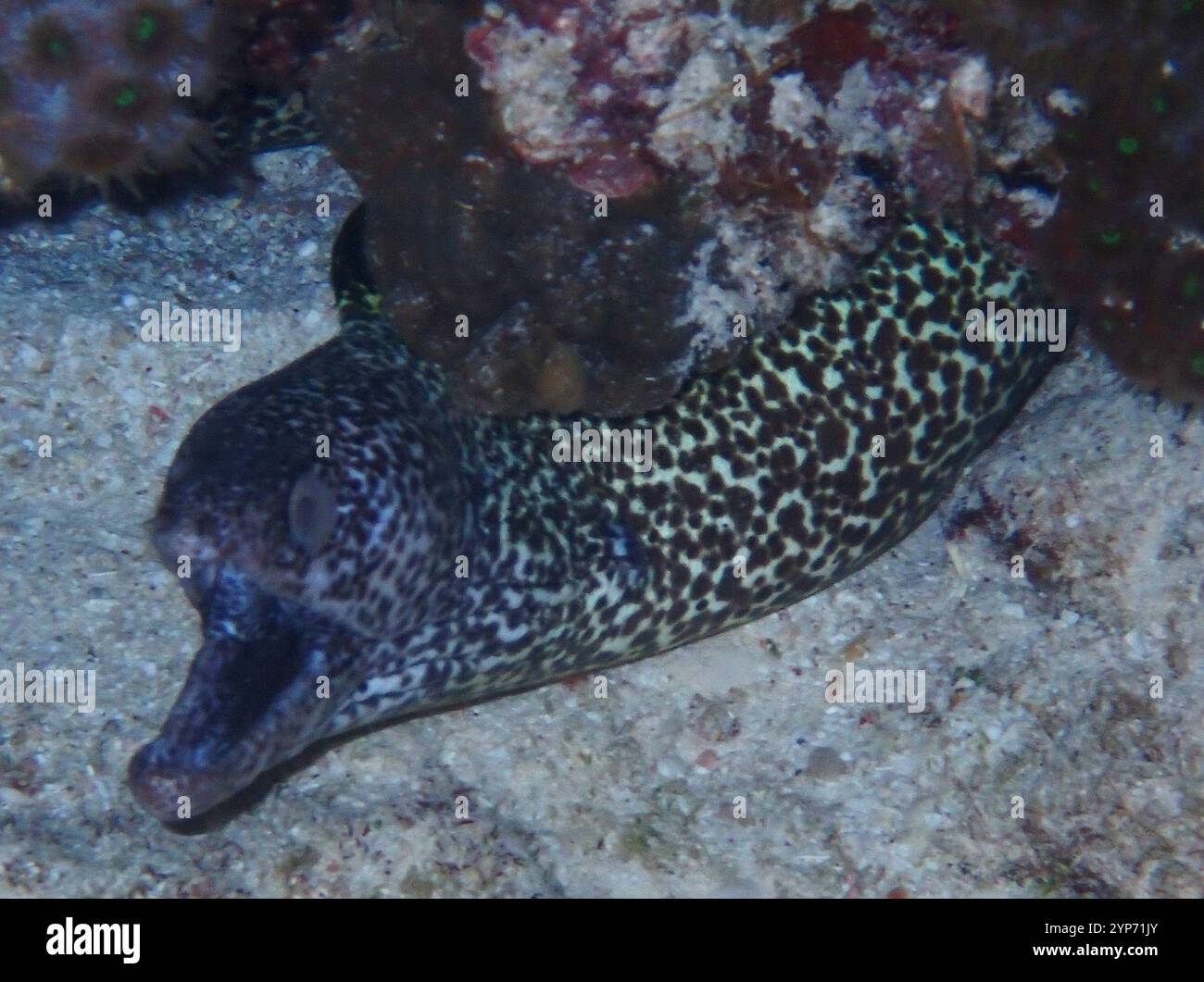 Spotted Moray (Gymnothorax moringa Stock Photo - Alamy