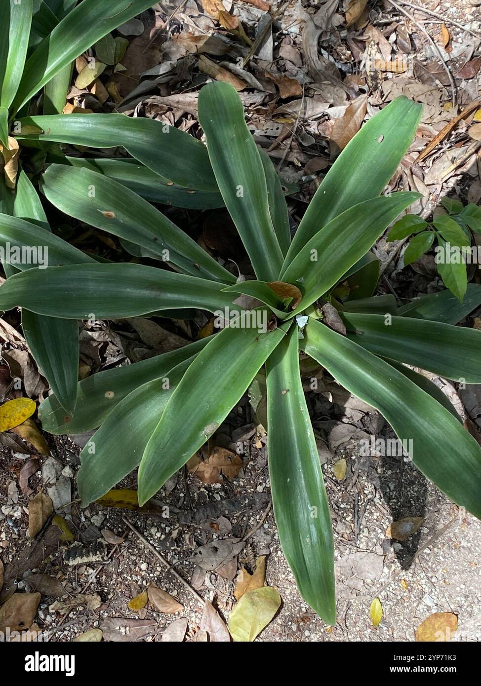 Century plant subfamily (Agavoideae Stock Photo - Alamy