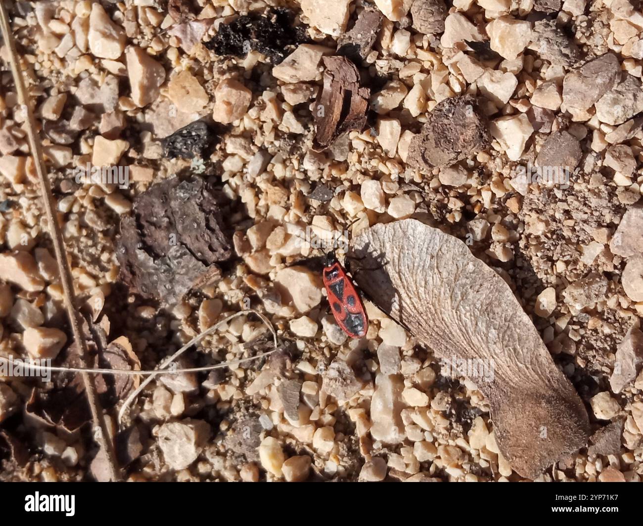 European Firebug (Pyrrhocoris apterus Stock Photo - Alamy
